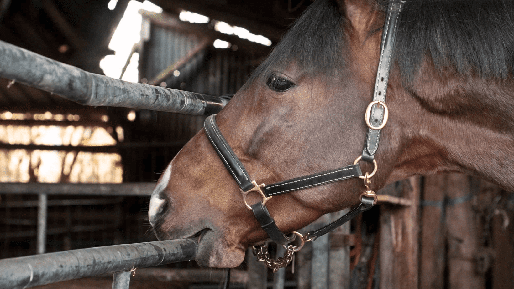 Behavioral issues in horses