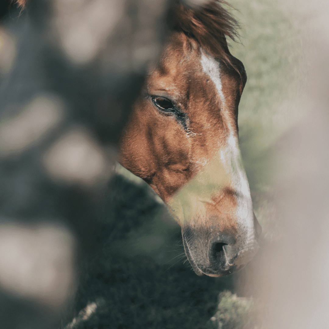Horse diseases from A-Z
