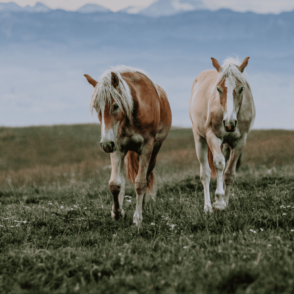 Horse Breeds from around the World - Happie Animals