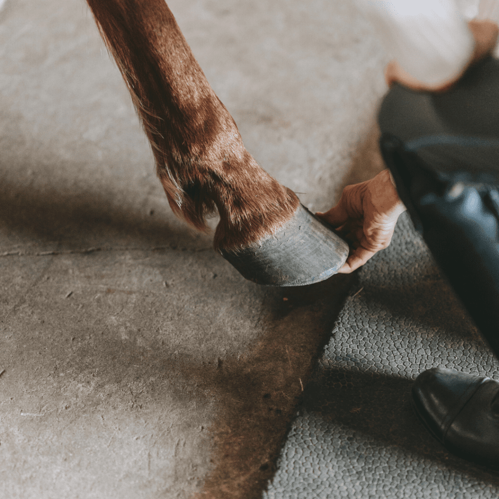 The Horse's TPR Values: How and Where to Measure Pulse, Temperature and ...