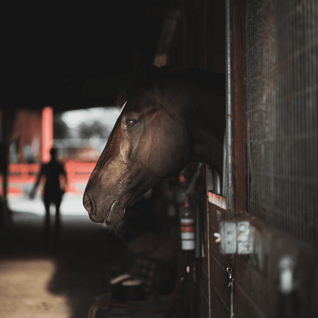 BCS (puntuación de la condición corporal)