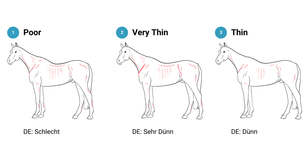 The Body Condition Score of Horses