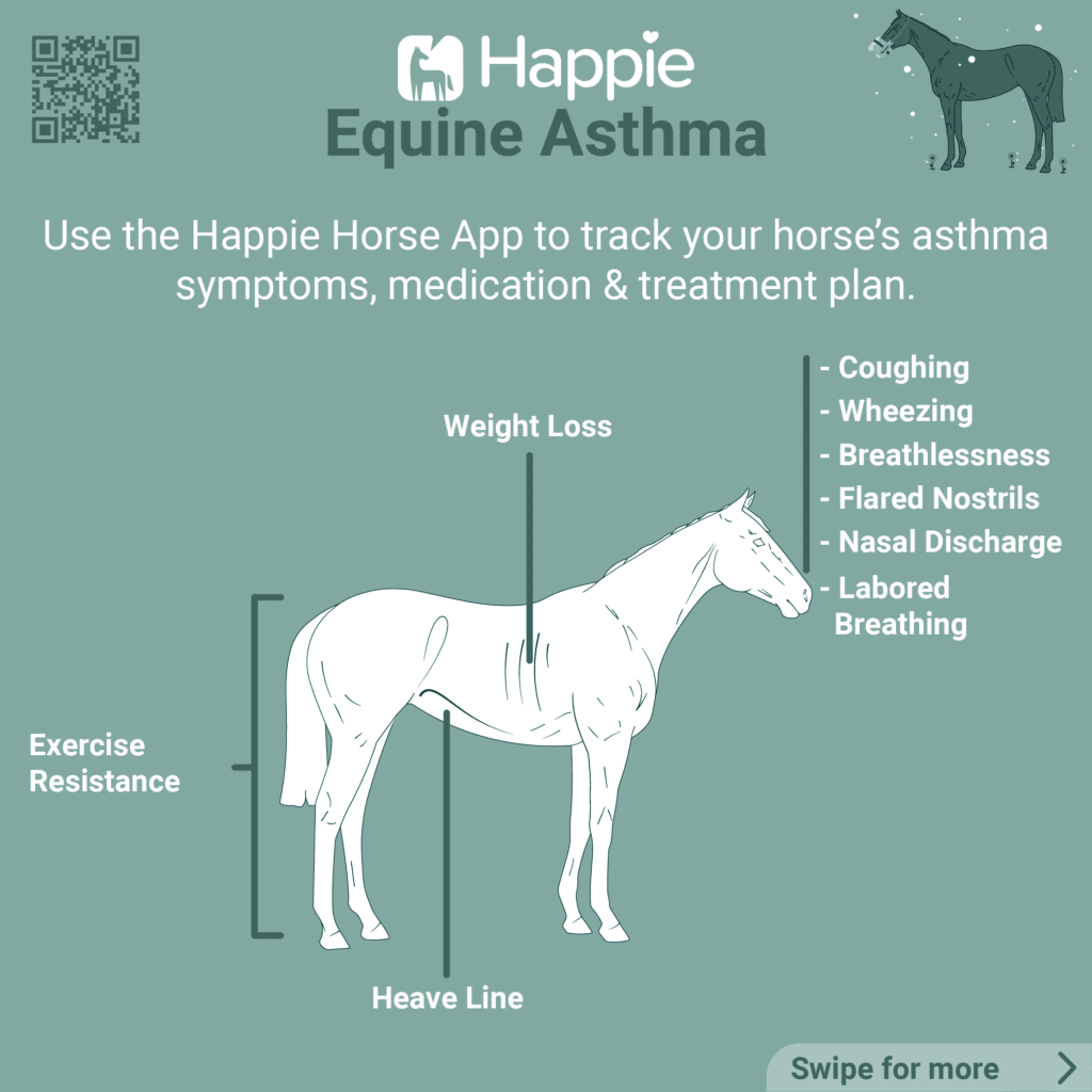 Horses With Asthma Possible Symptoms And What To Do Happie Animals