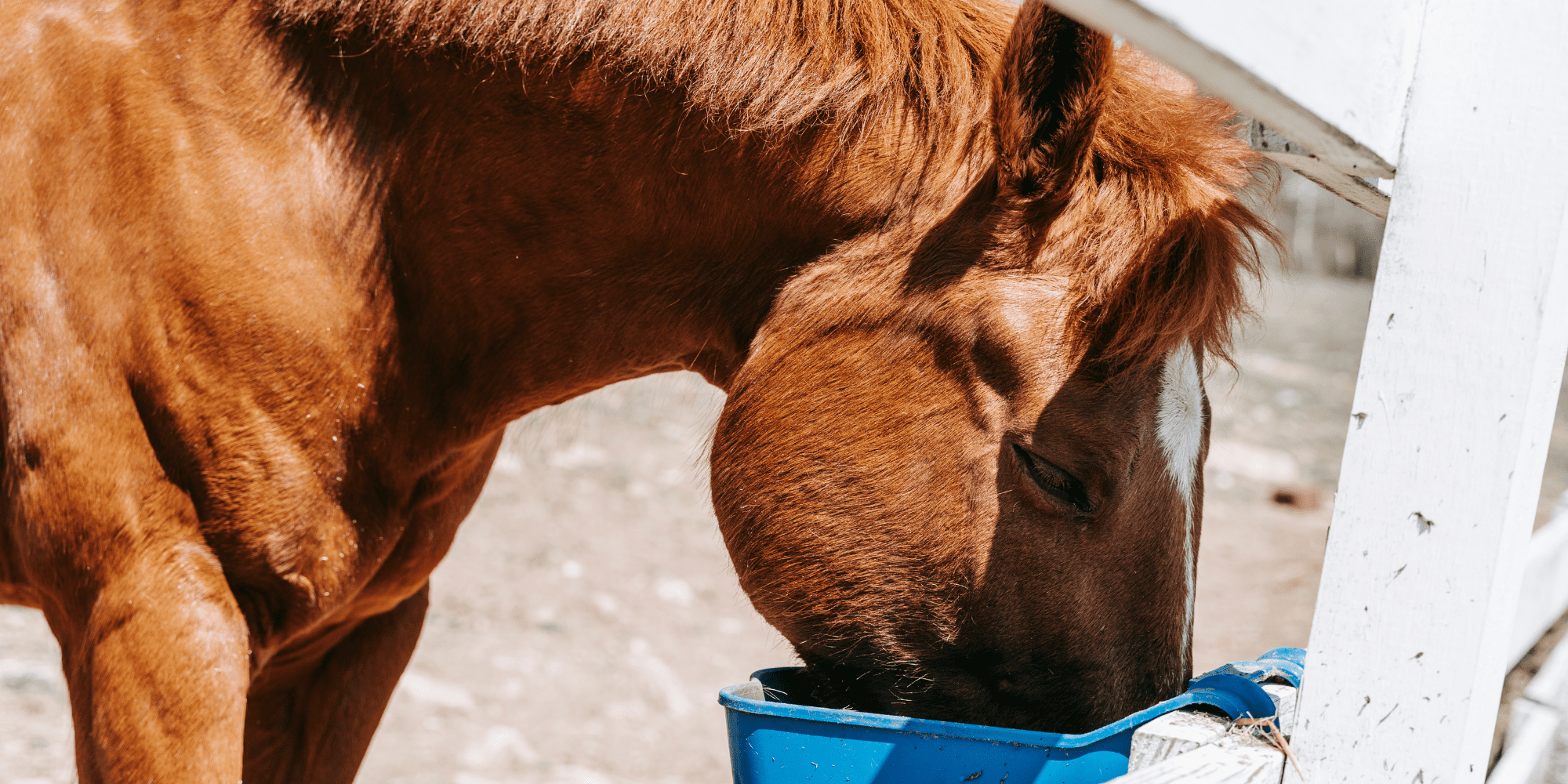 Which Minerals Should I Feed My Horse? - Happie Animals