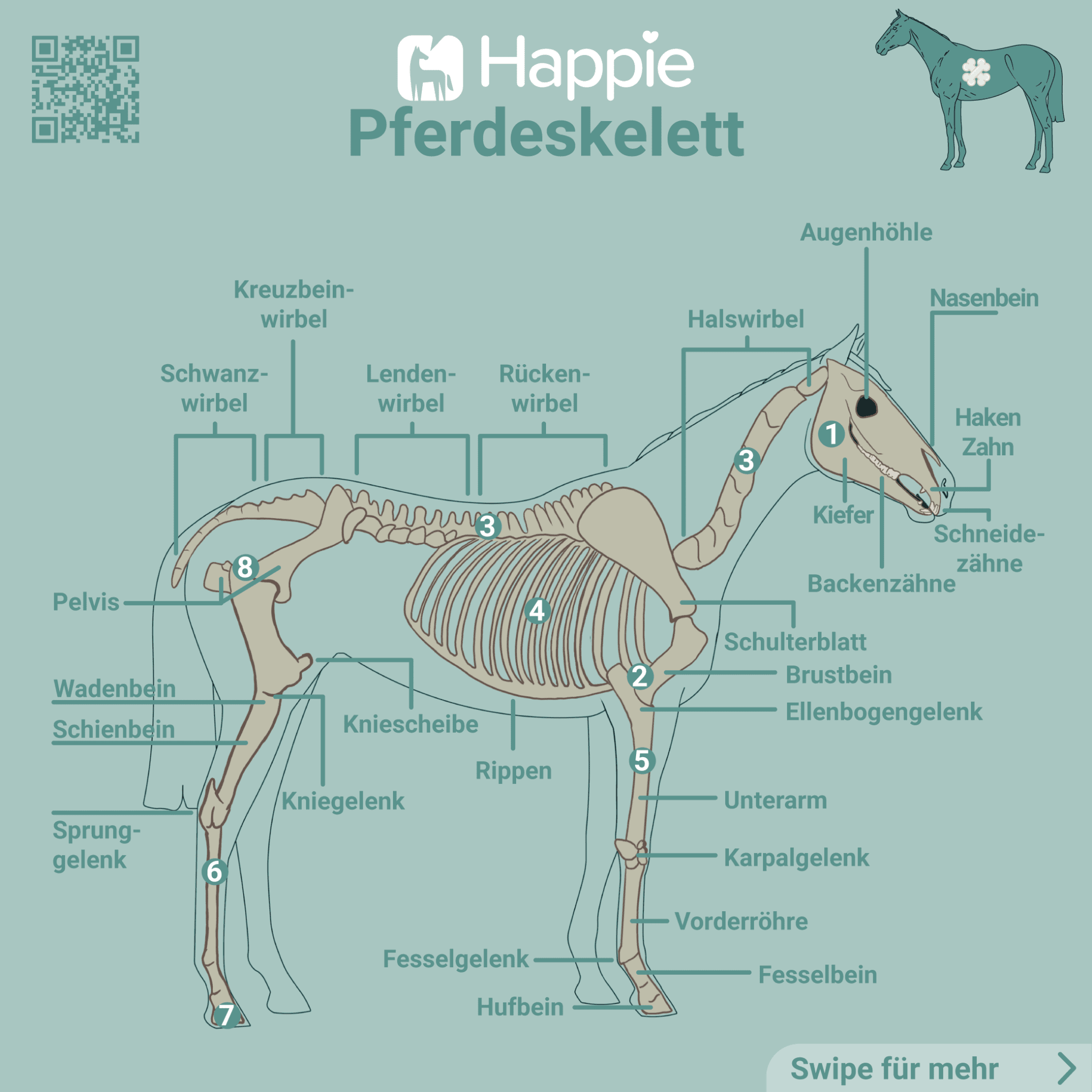 Das Pferdeskelett – Das Pferd von innen