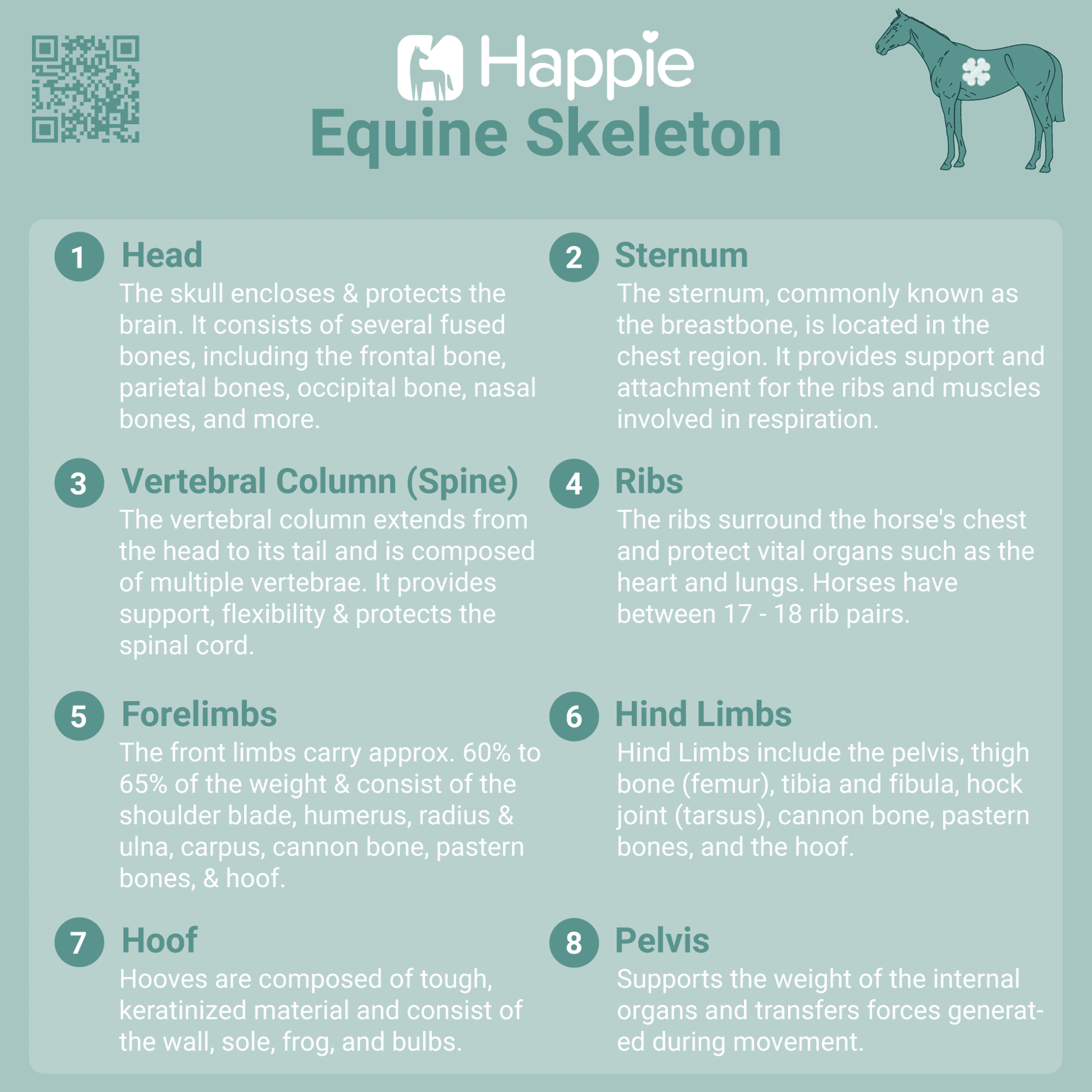 The Equine Skeleton - The Horse From the Inside