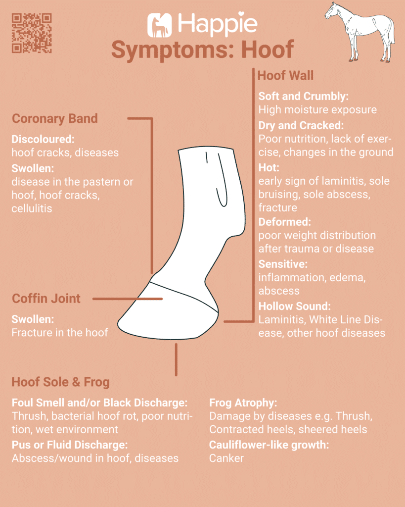 The Horse Hoof - Symptoms and Diseases - Happie Animals