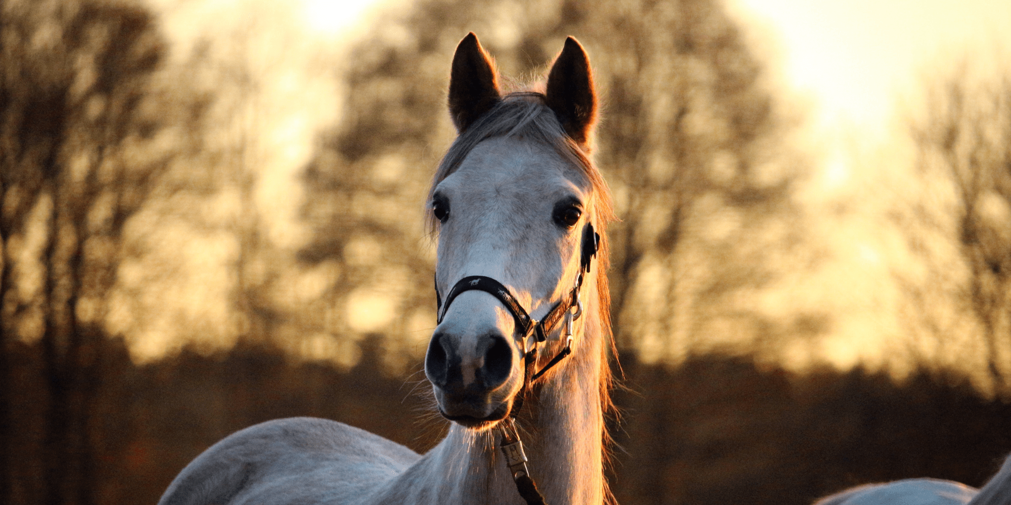 The Equine Skeleton - The Horse From the Inside