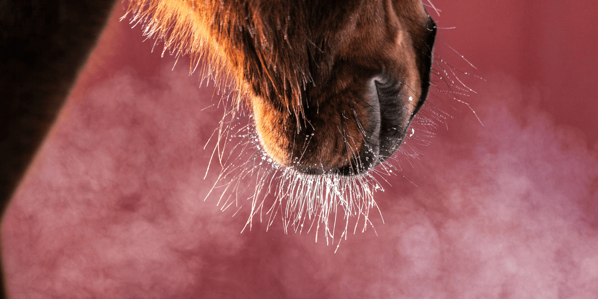 Das Pferdeskelett – Das Pferd von innen