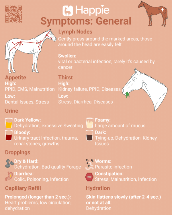 Symptoms on the Horse Body - What Diarrhoea, Urine, Lymph Nodes and the ...