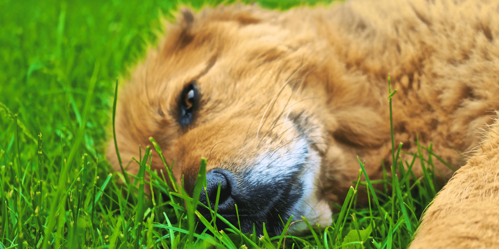 Hotspot beim Hund - Happie Animals