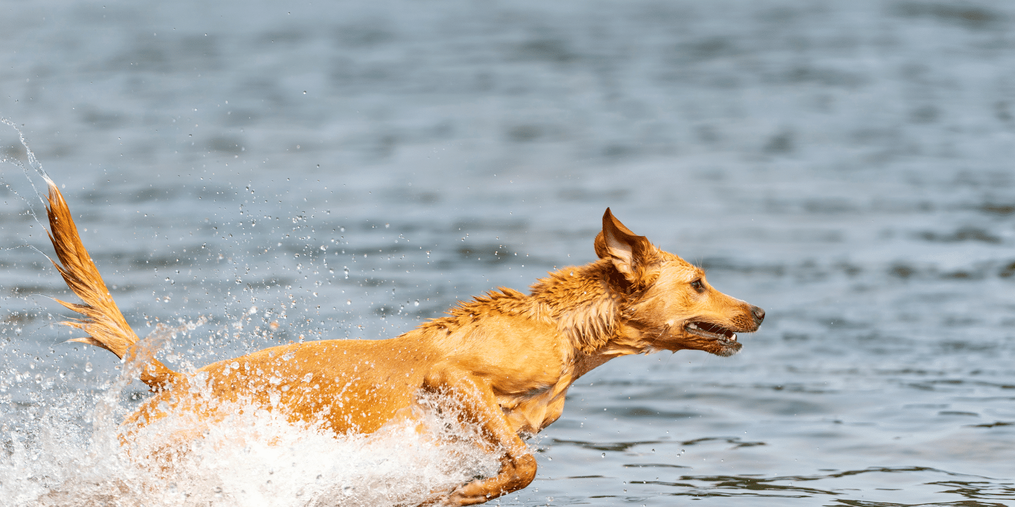 Die Wasserrute beim Hund
