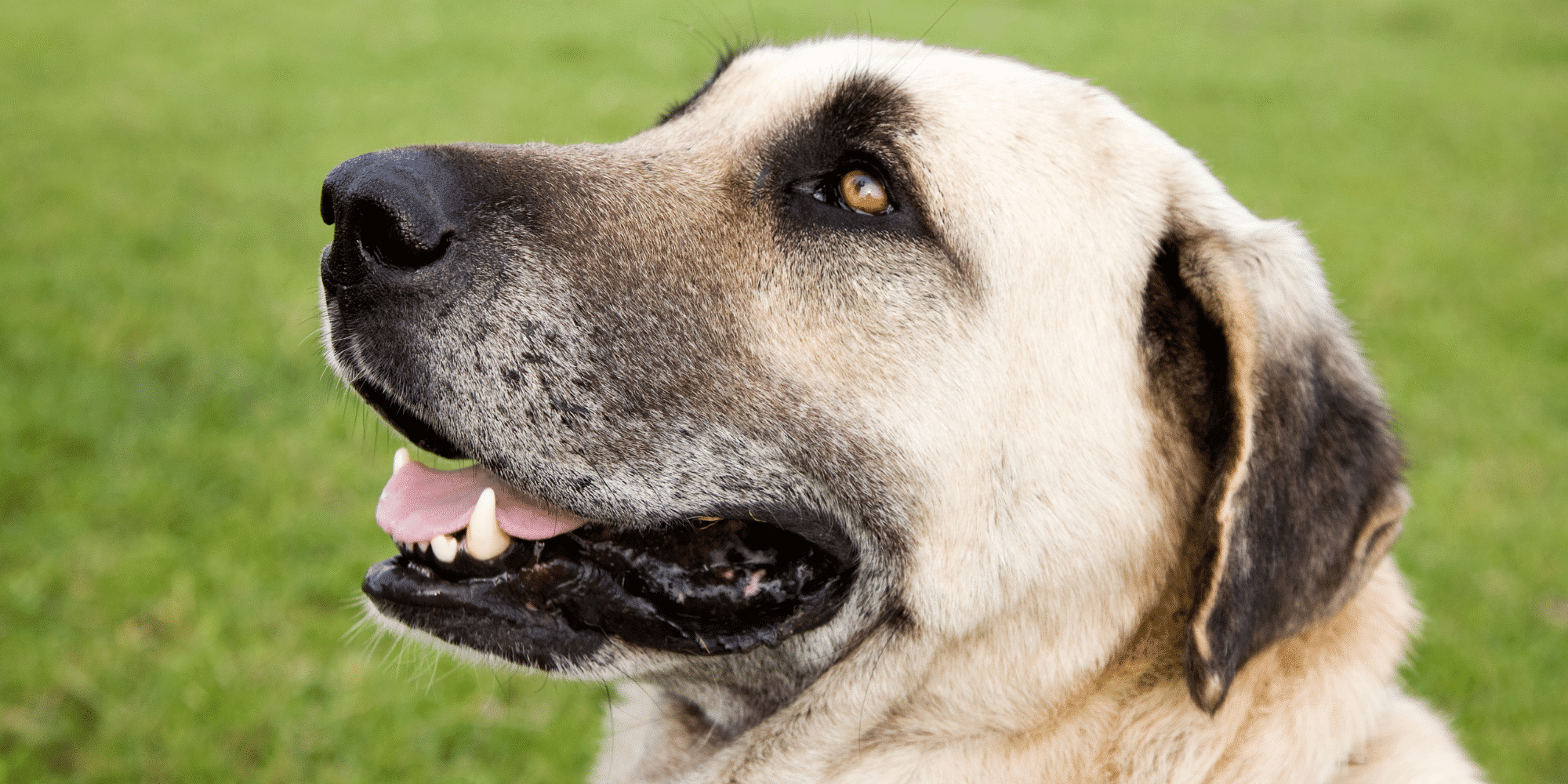 Mastiff - Happie Animals