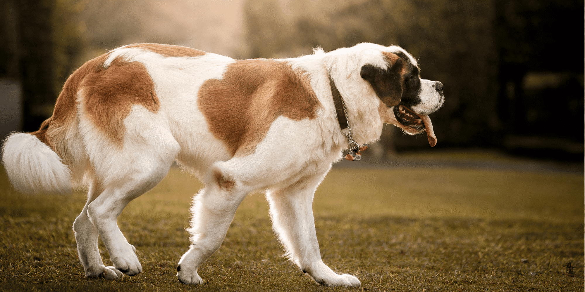 5 der größten Hunderassen: Sanfte Riesen und Giganten auf vier Pfoten