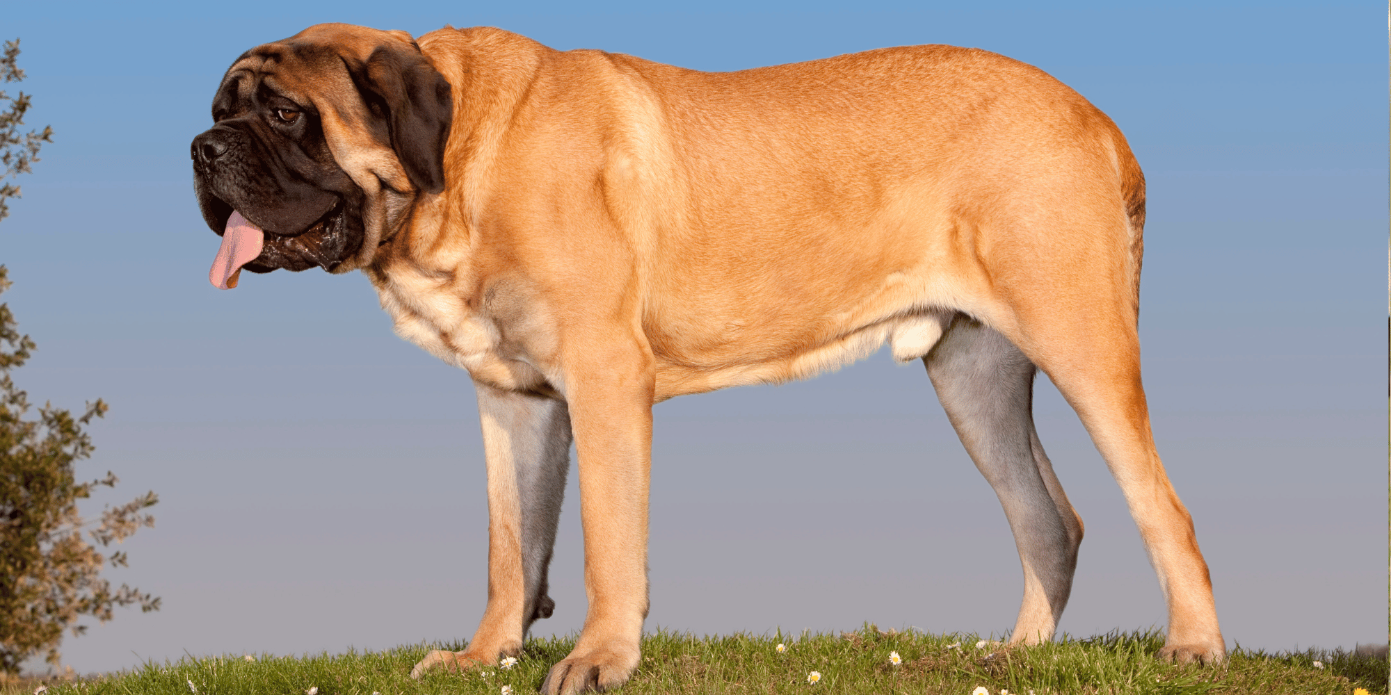 5 der größten Hunderassen: Sanfte Riesen und Giganten auf vier Pfoten