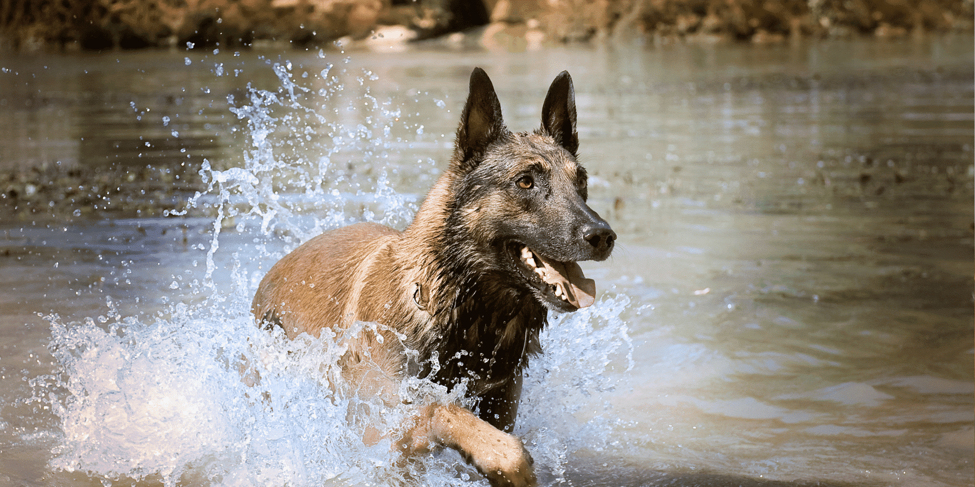 Malinois