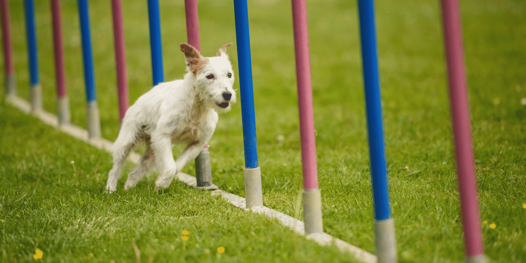 Parson Russel Terrier