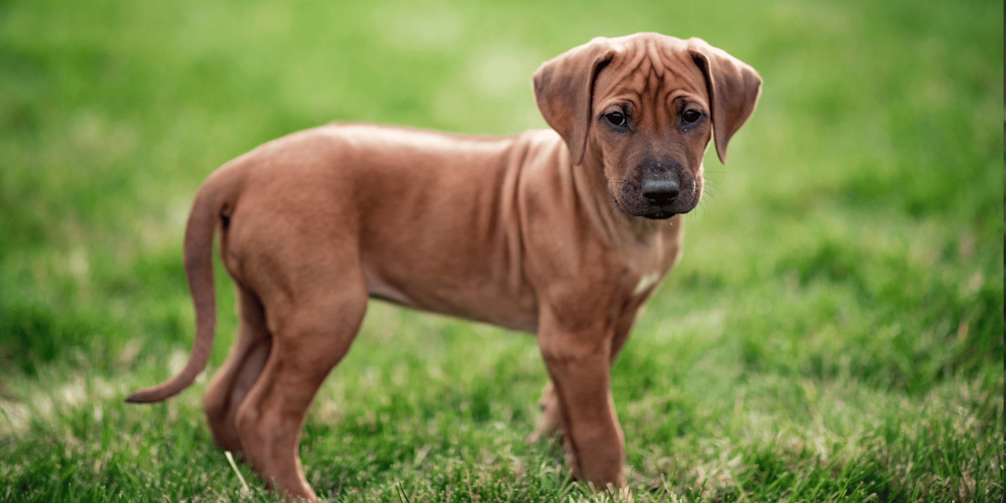 Rhodesian Ridgeback