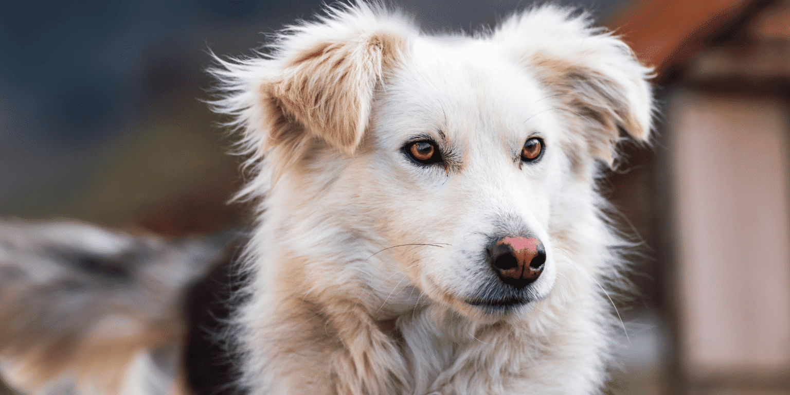 Atlas Berghund (Aidi)