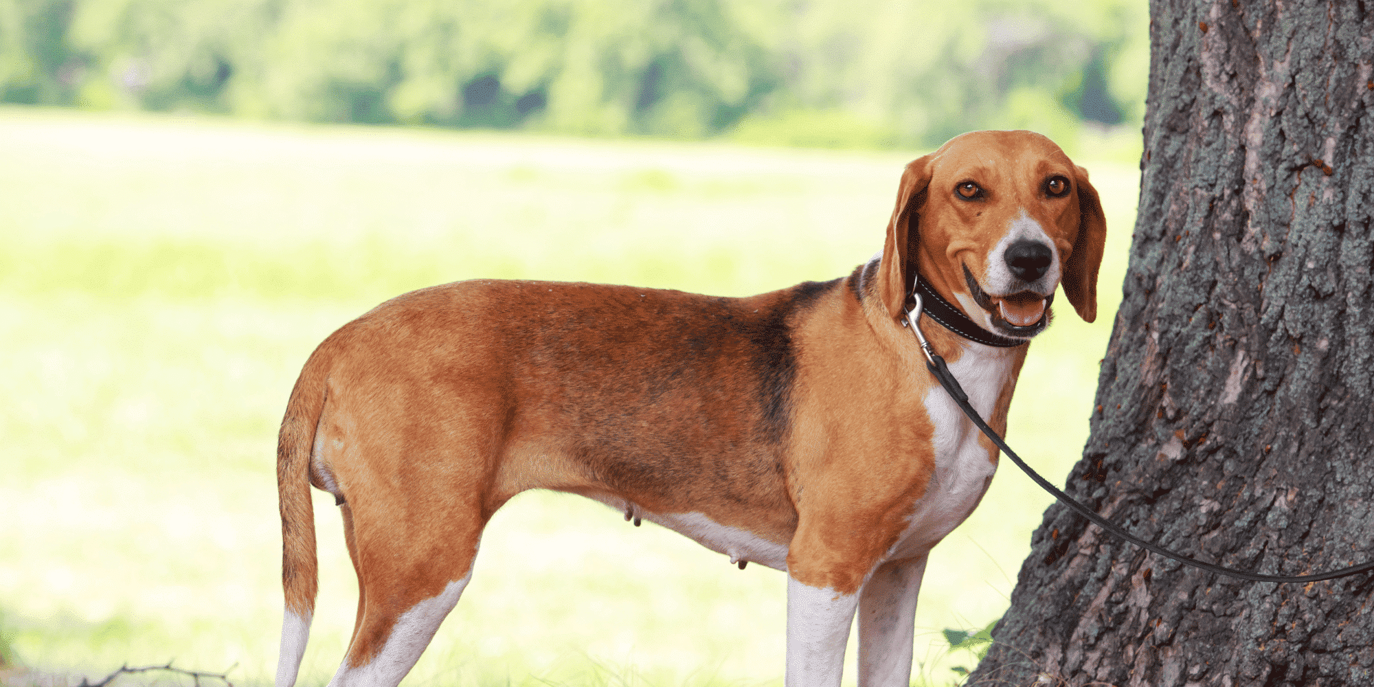 American Foxhound
