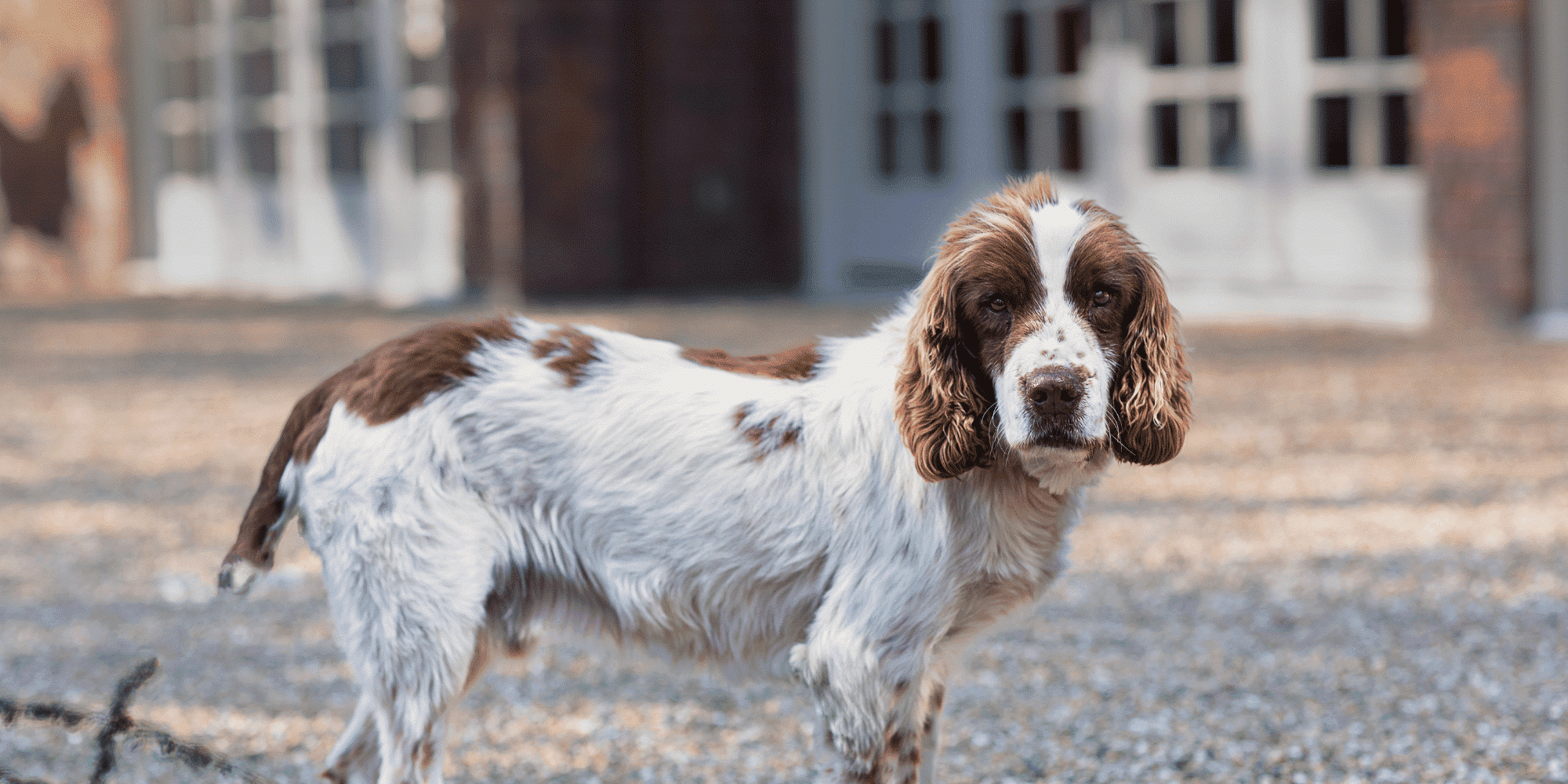 English Springer Spaniel