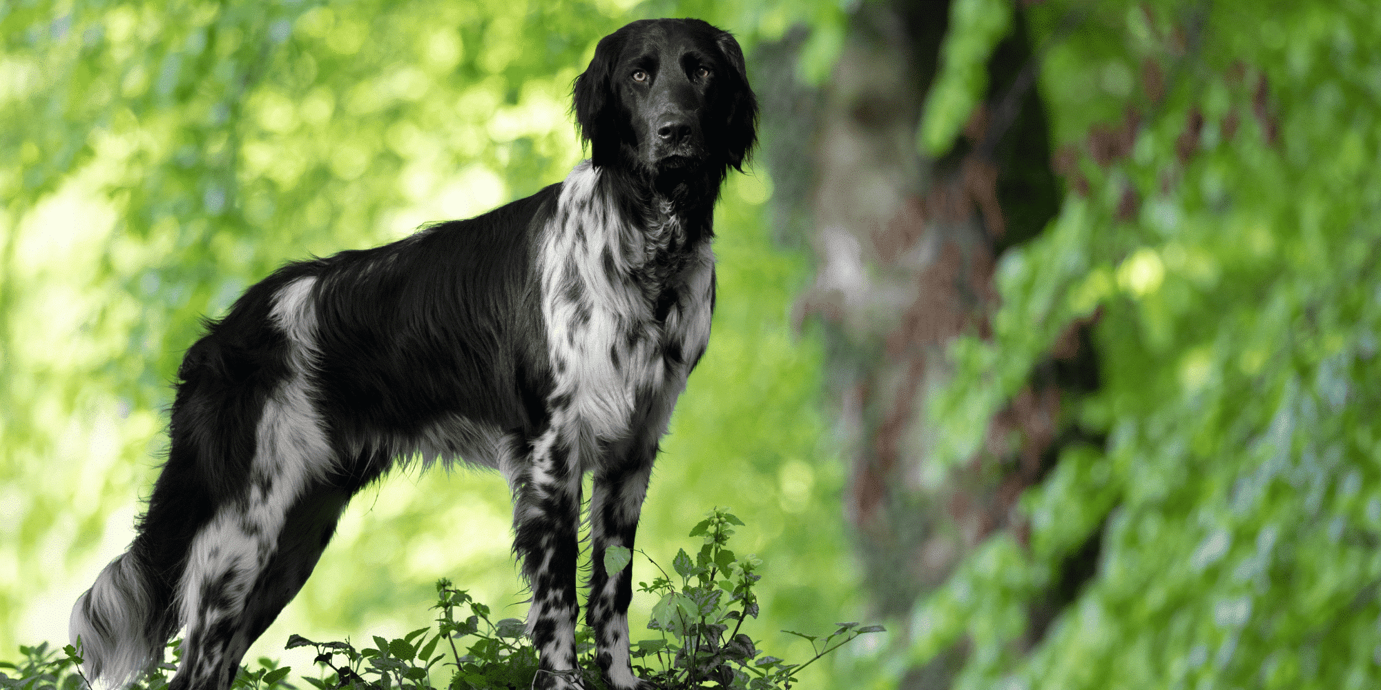 Großer Münsterländer