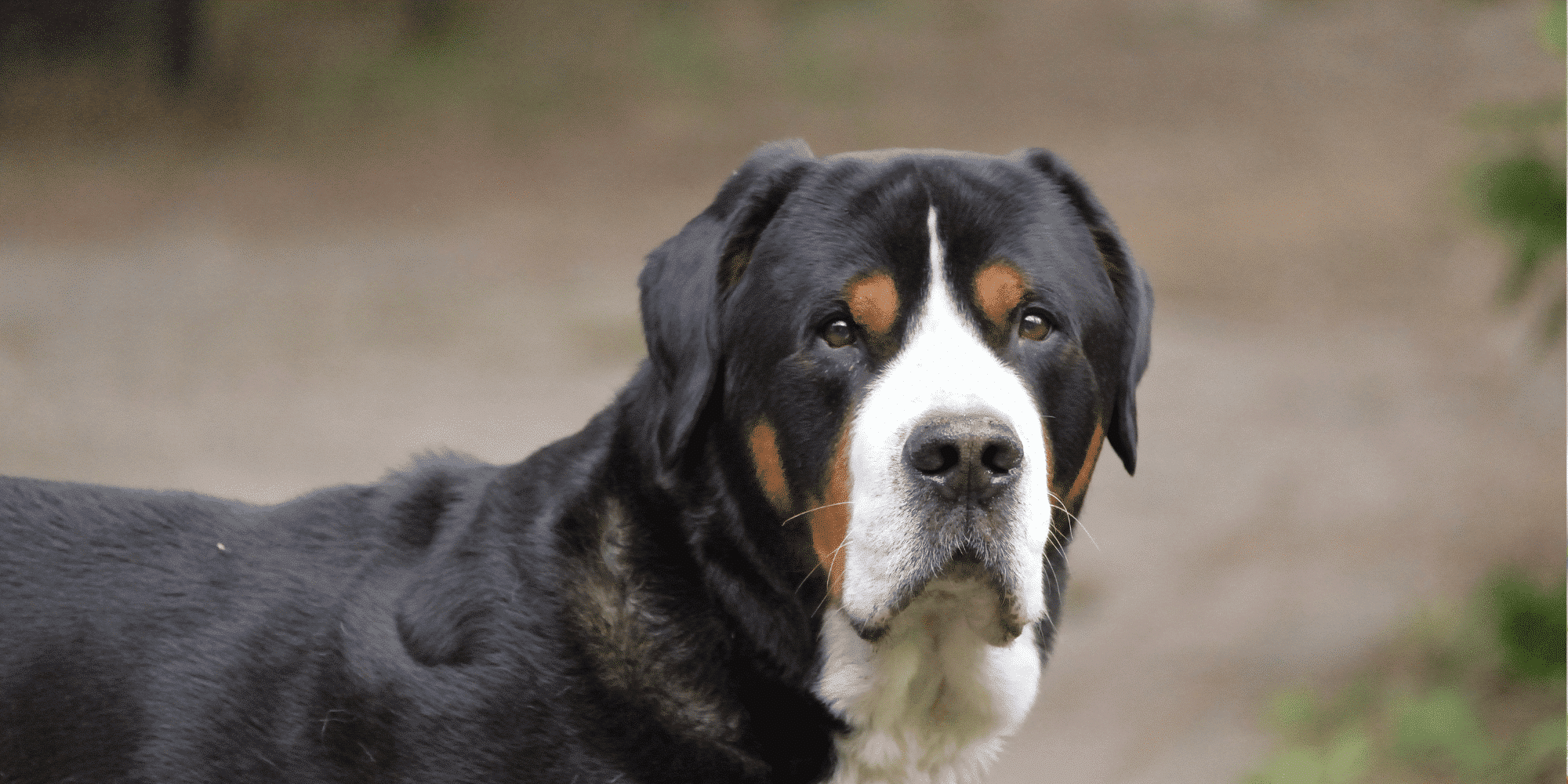Großer Schweizer Sennenhund