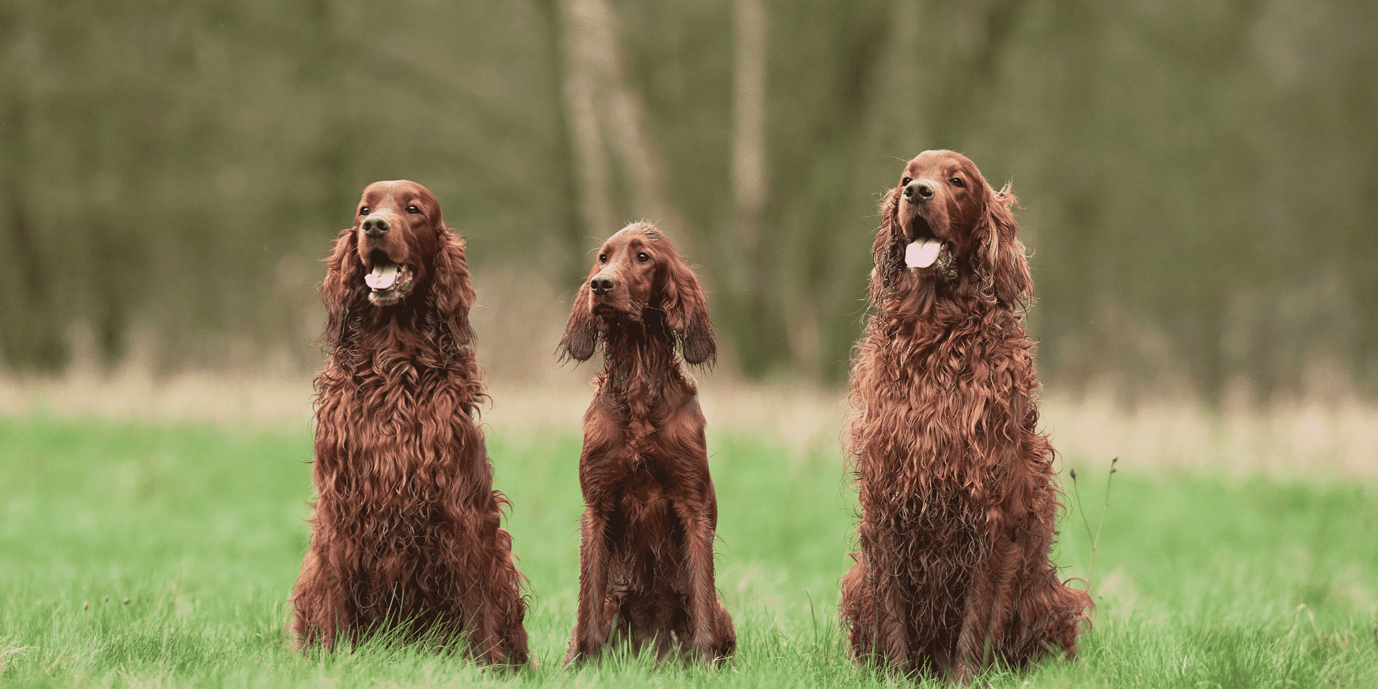 Irish Setter