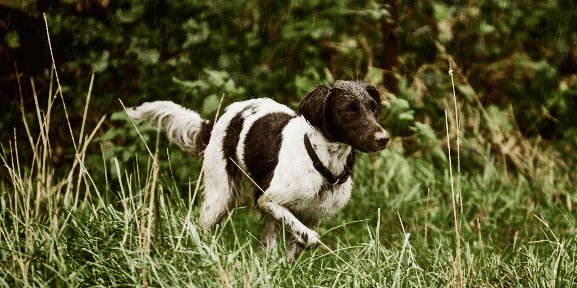 Kleiner Münsterländer