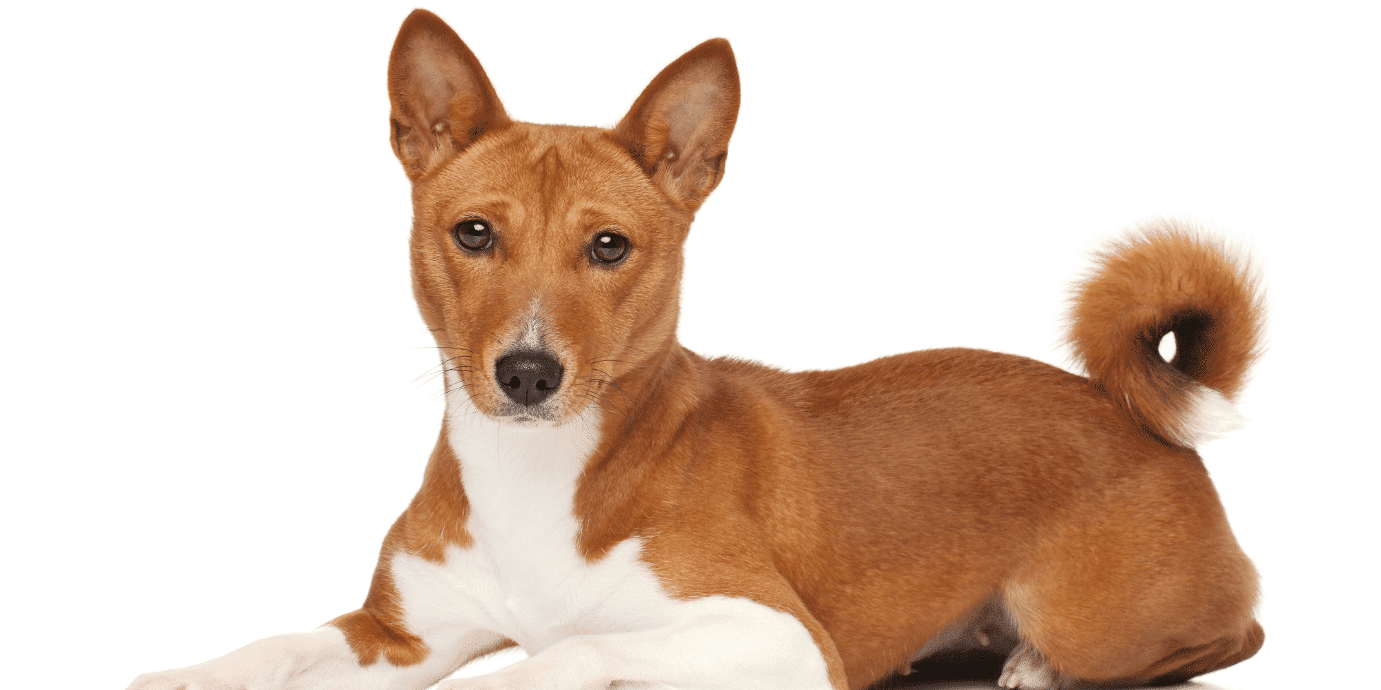 Basenji