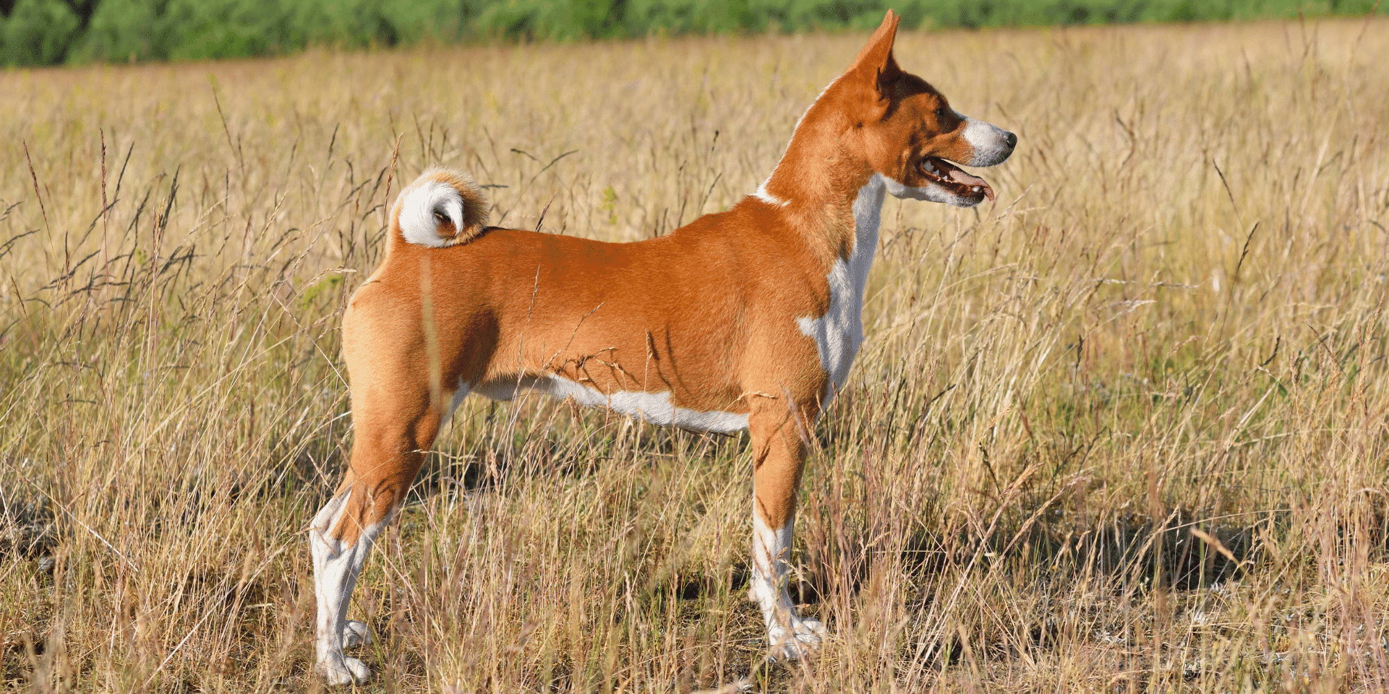 Basenji