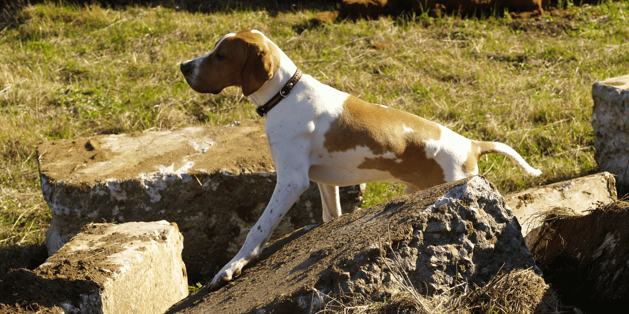 English Pointer