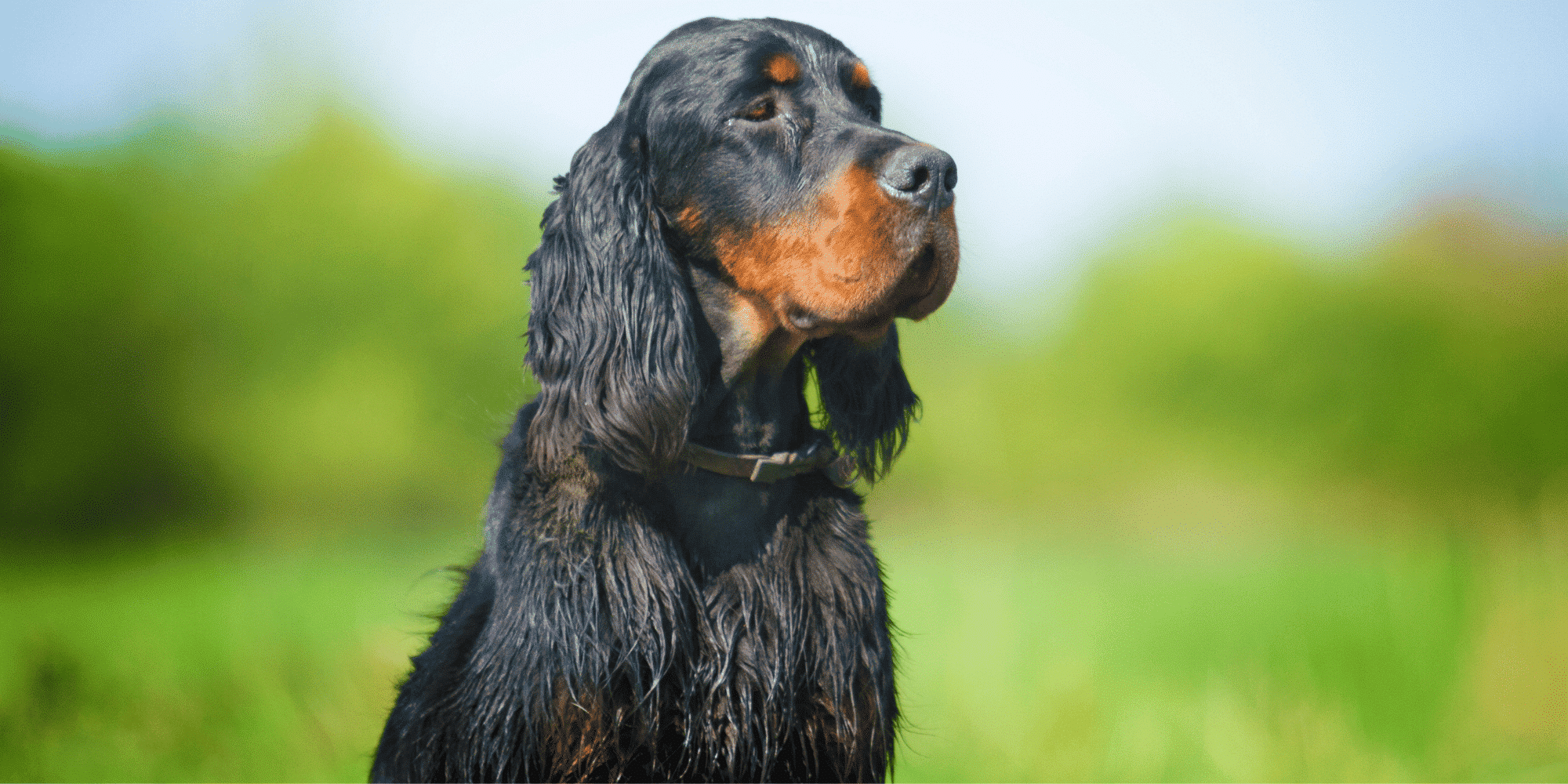 Gordon Setter
