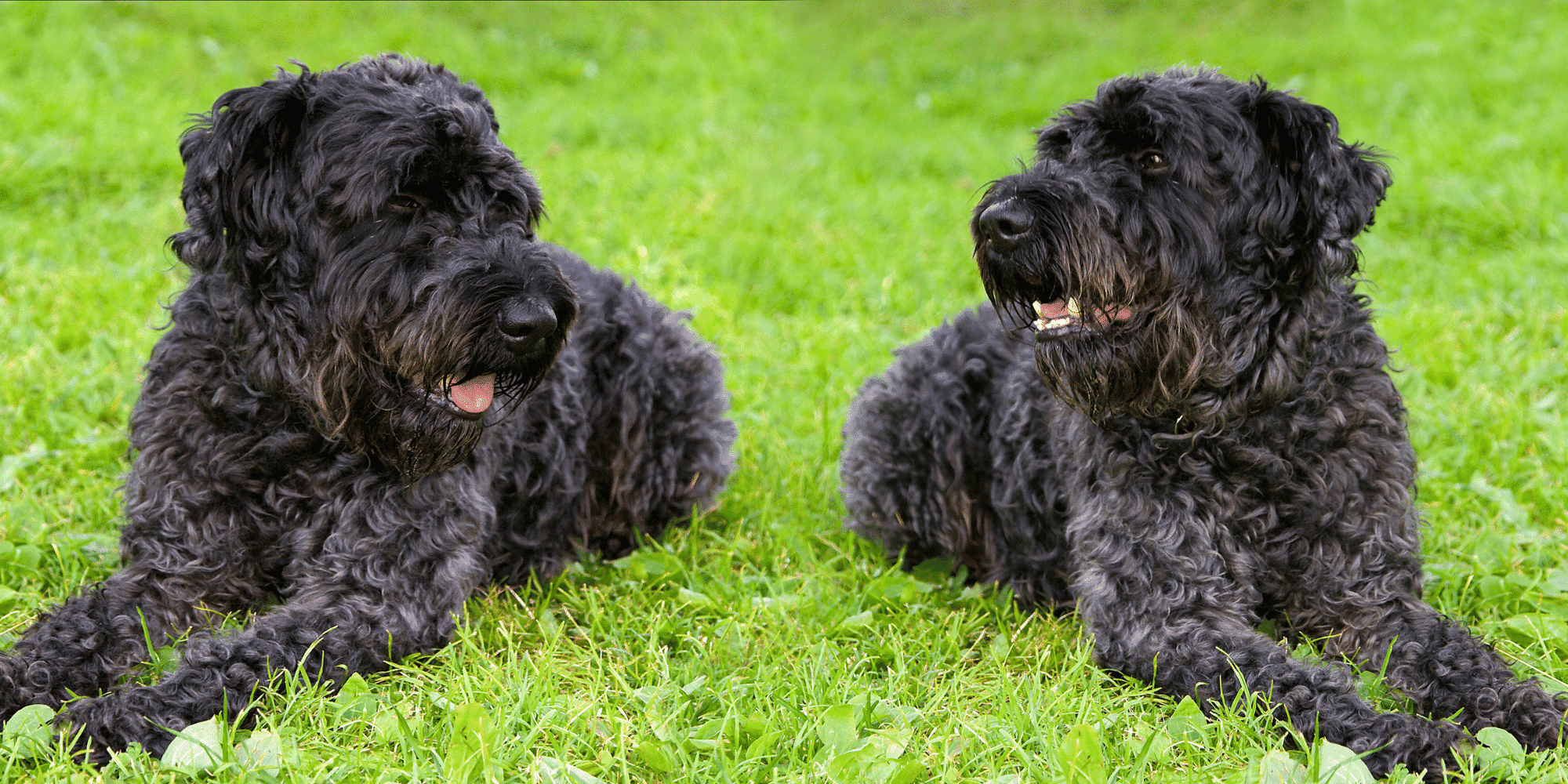 Kerry Blue Terrier