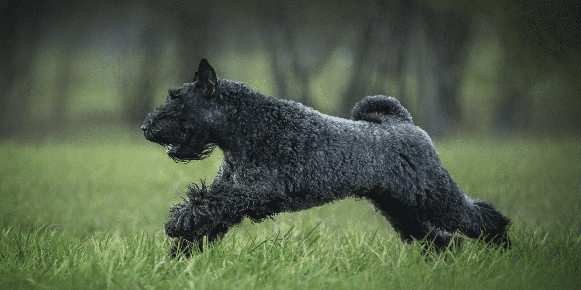 Kerry Blue Terrier