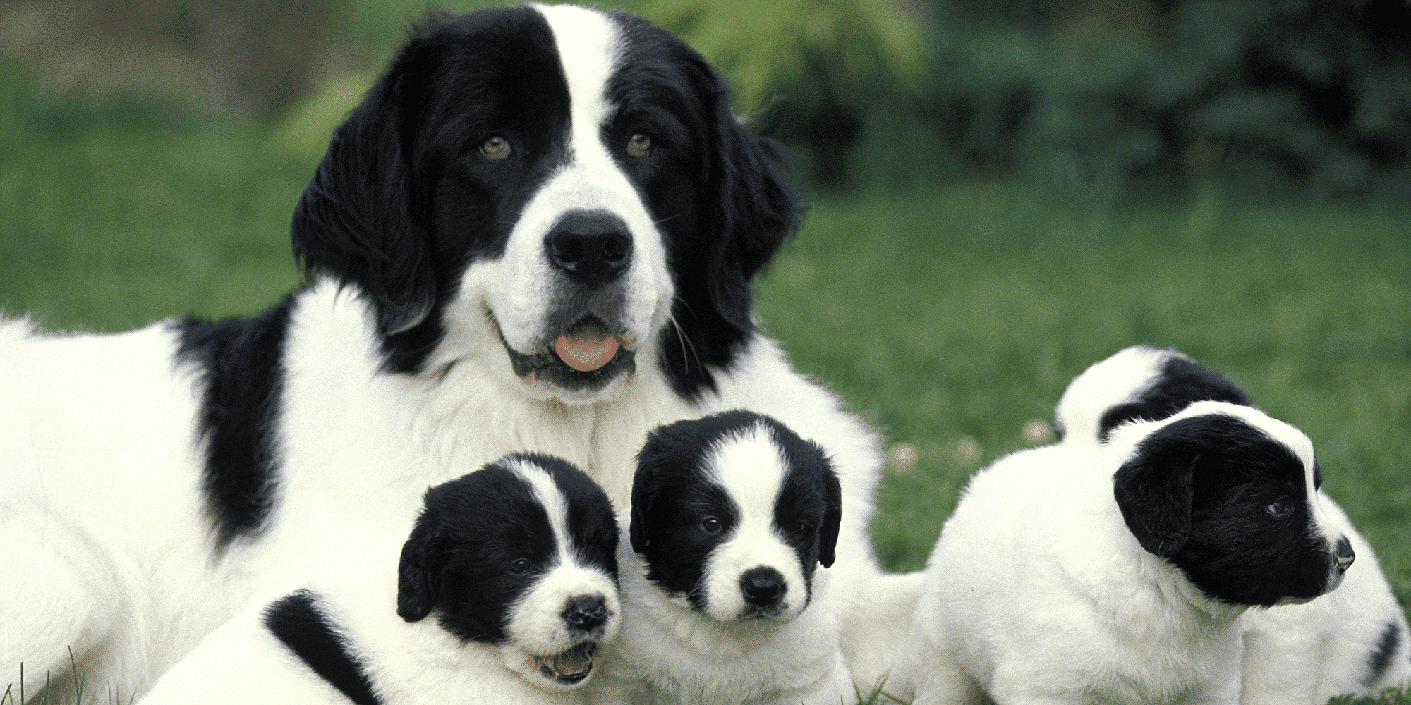 Landseer
