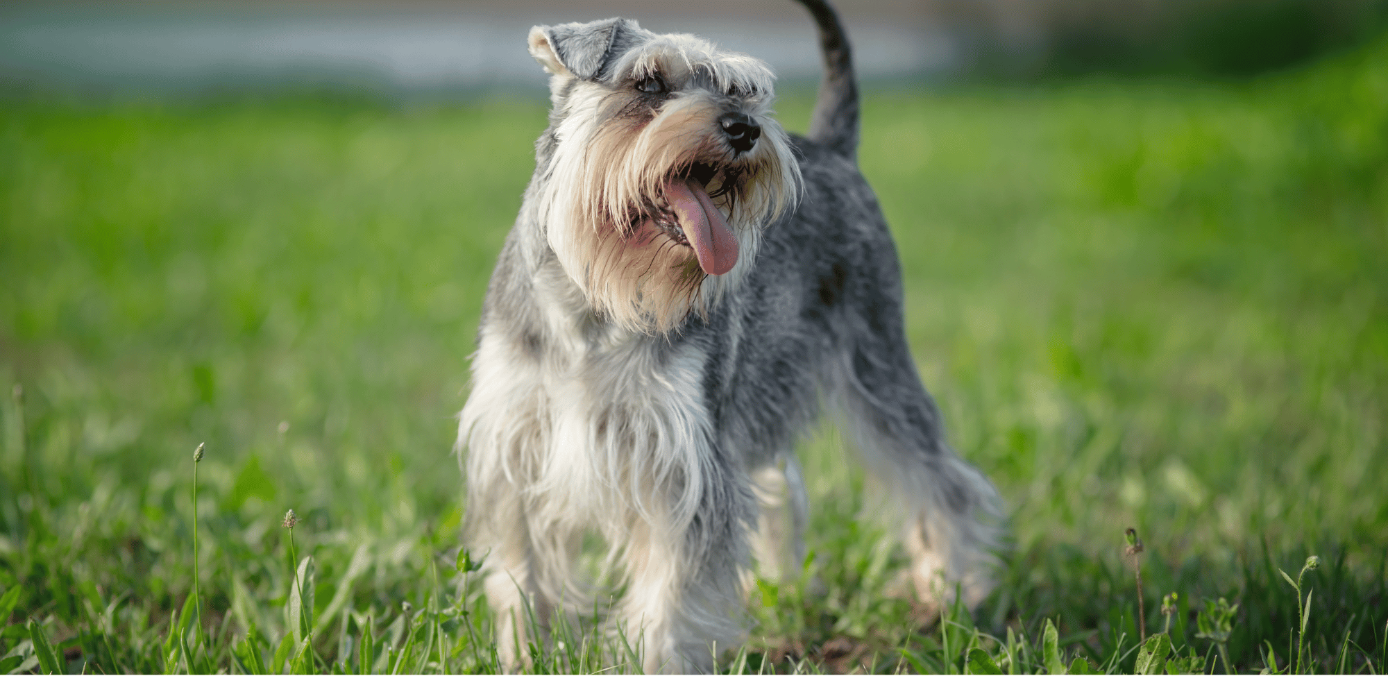 Mittelschnauzer