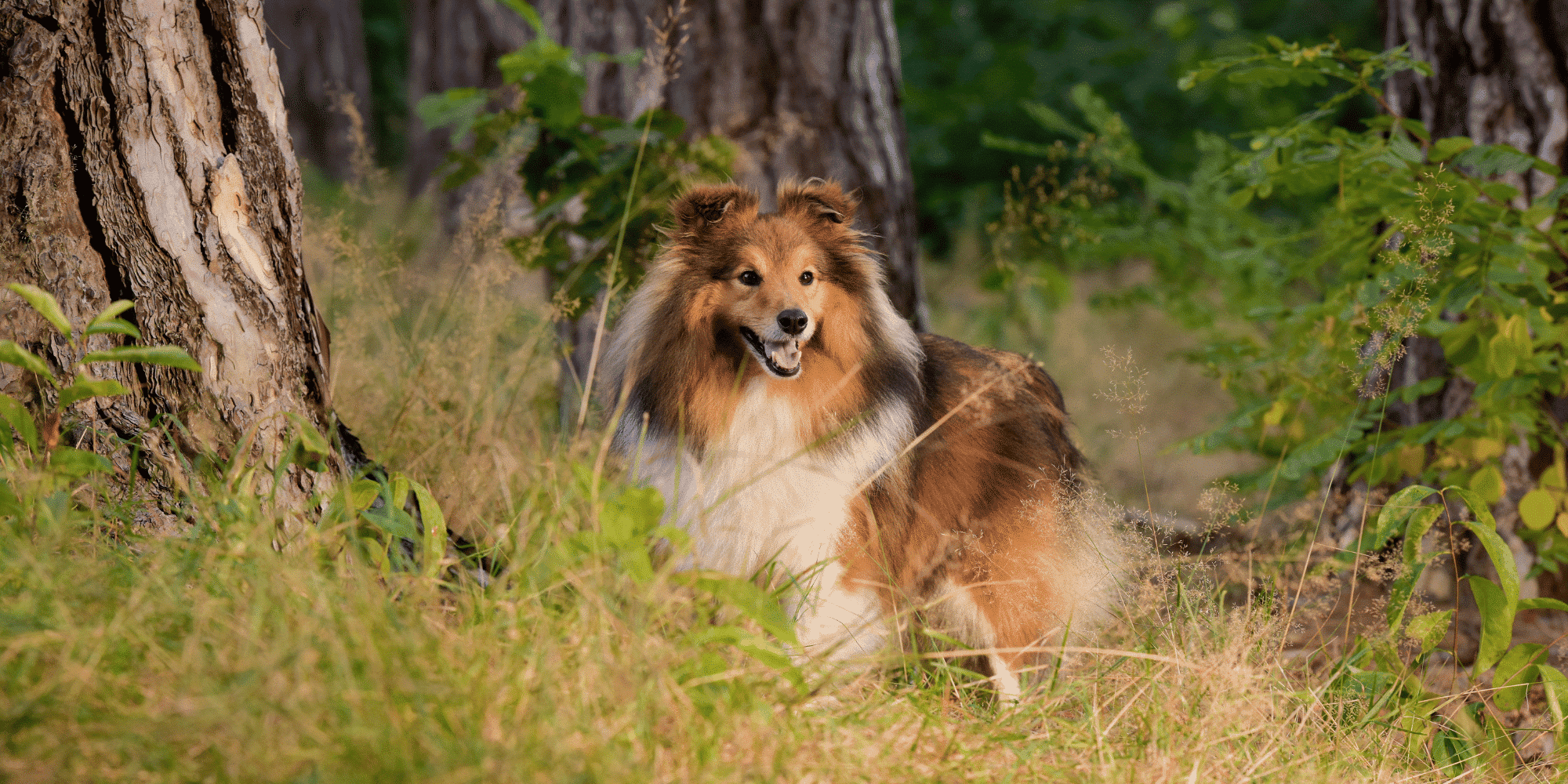Shetland Sheepdog