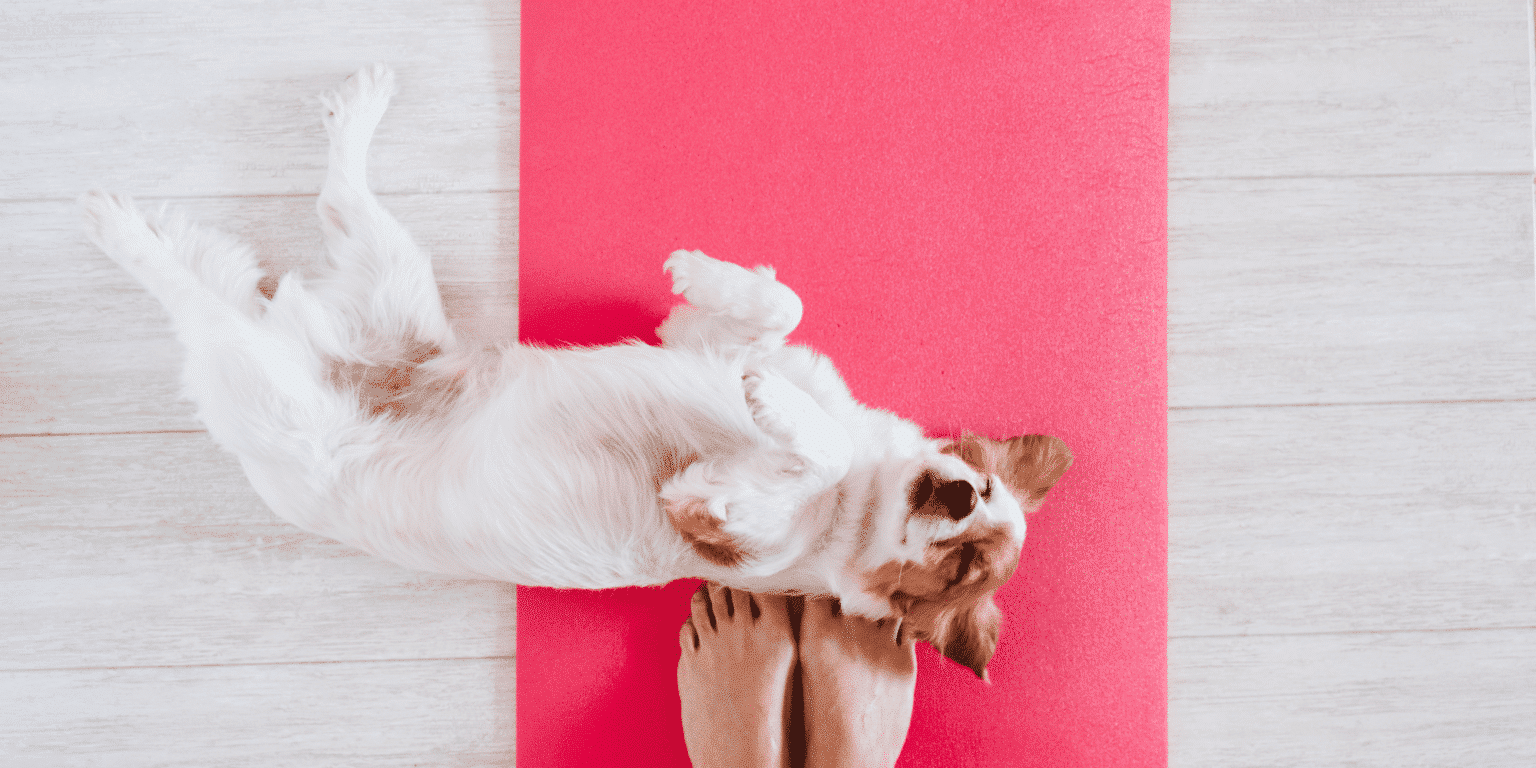 Doga (Dog Yoga)