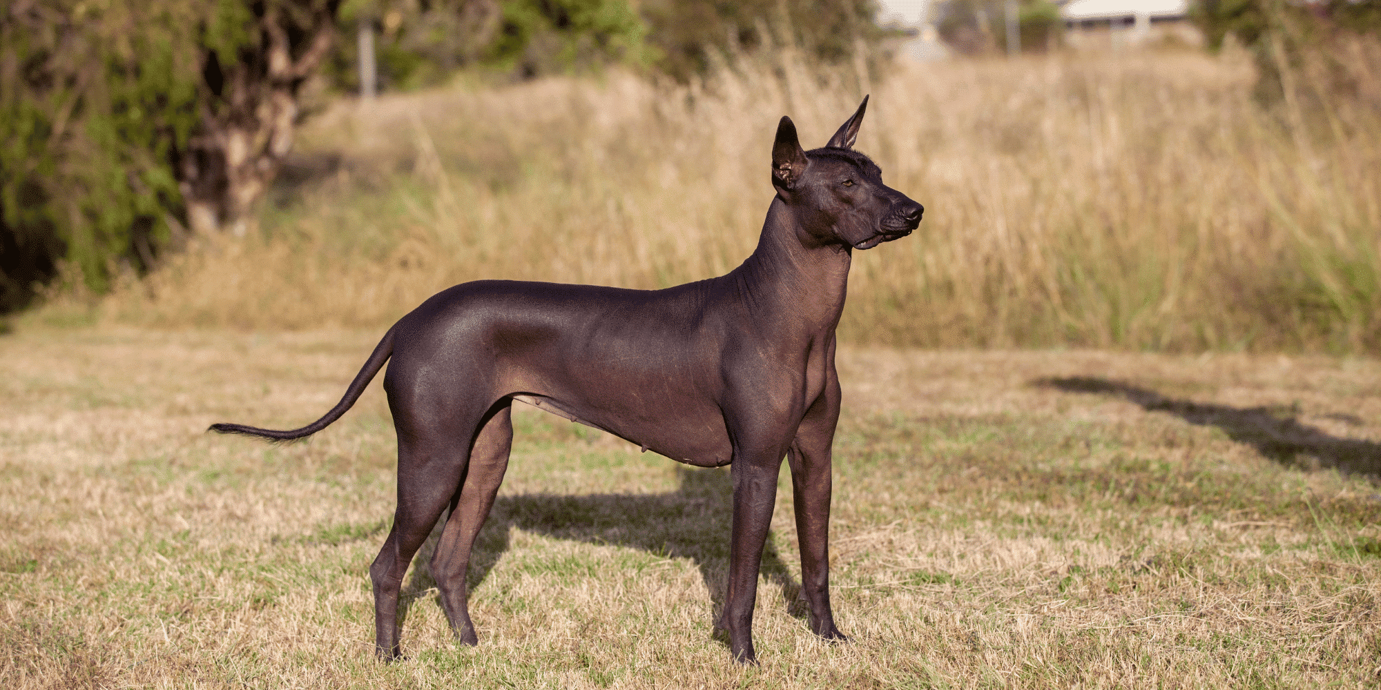 Xoloitzcuintli Review