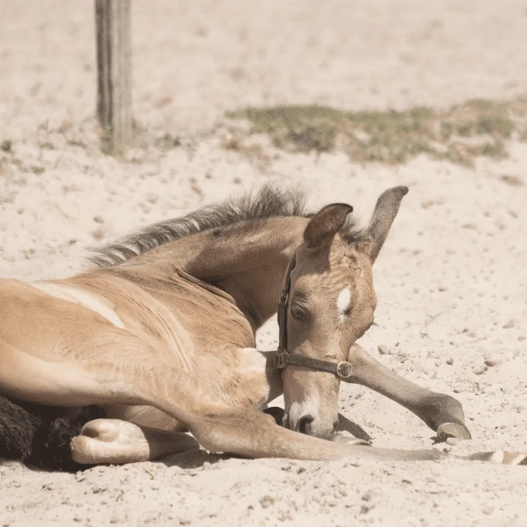 Equine Angular Limb Deformity