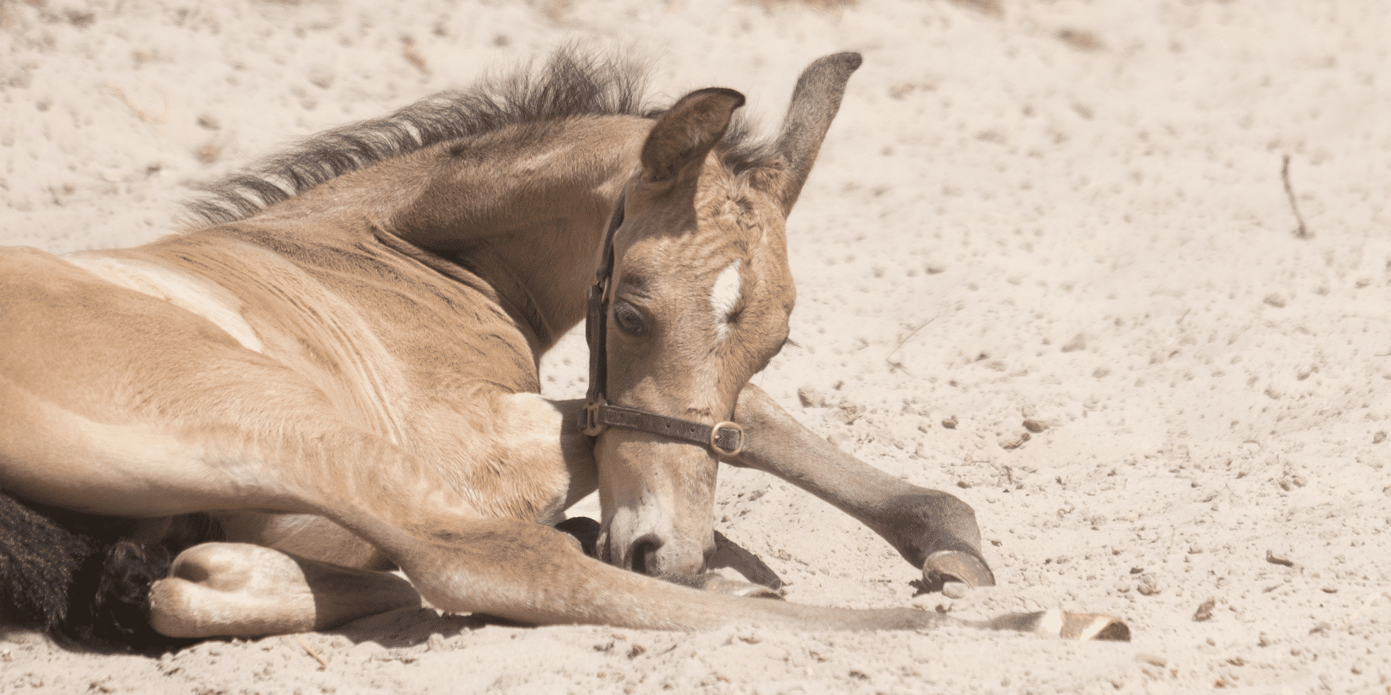 Equine Angular Limb Deformity