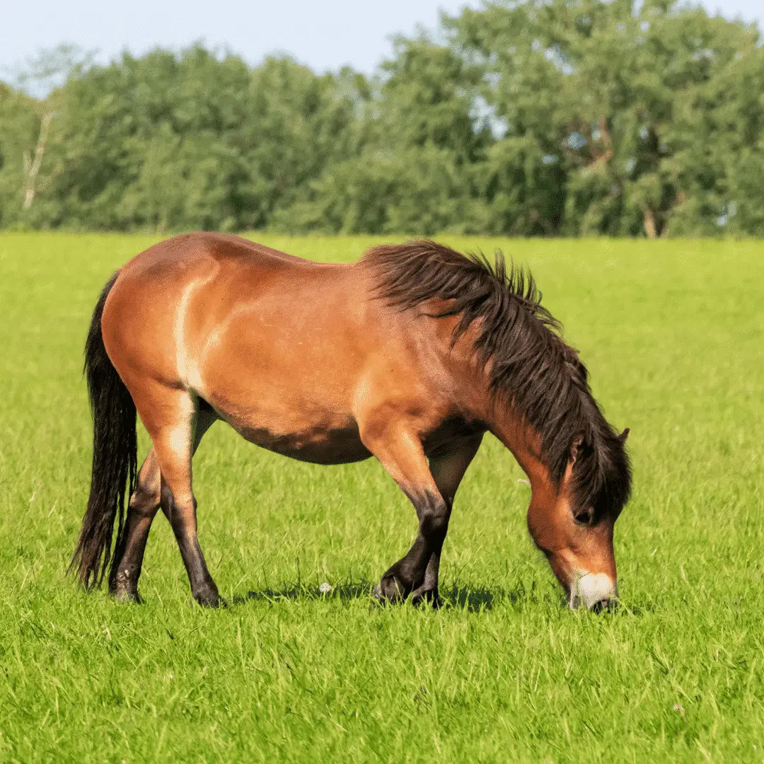 Equine Grass Sickness (Equine Dysautonomia)