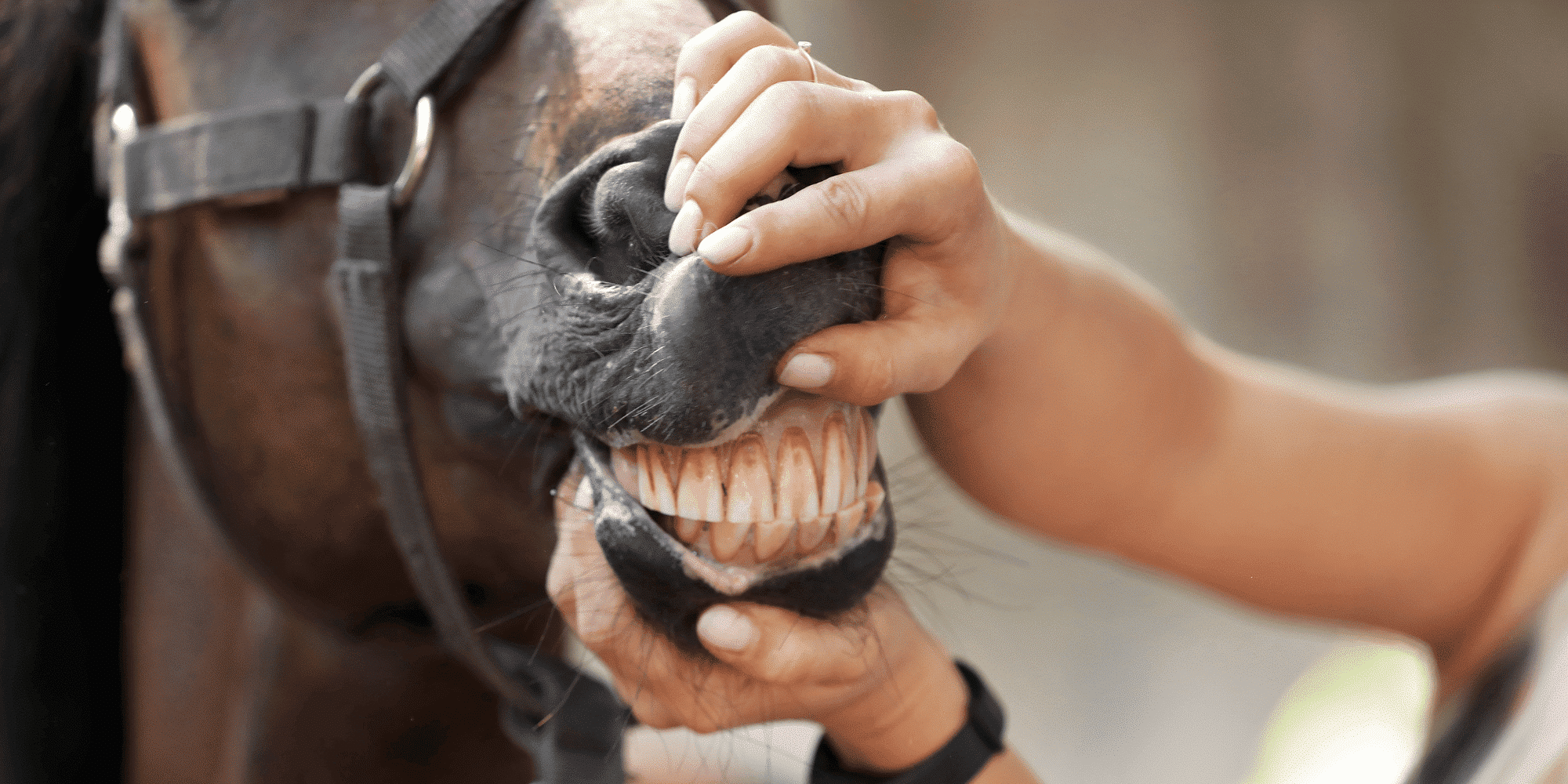 Gum Disease in Horses (Periodontal Disease)