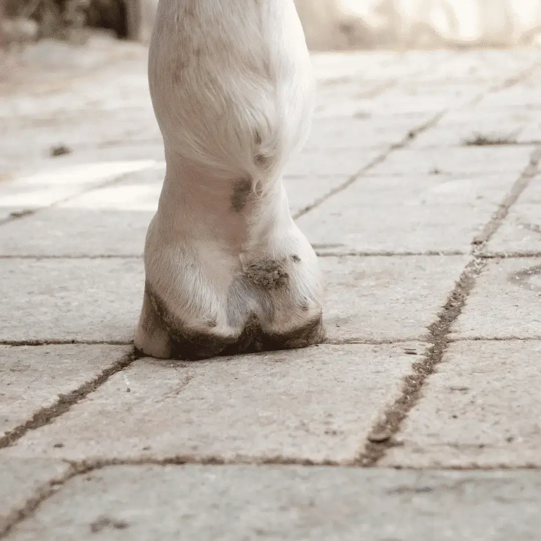 Mud Fever (Pastern dermatitis)