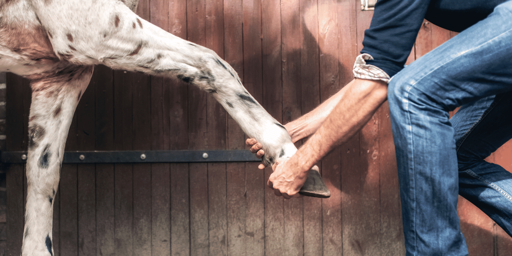 Capped Elbow - Happie Animals