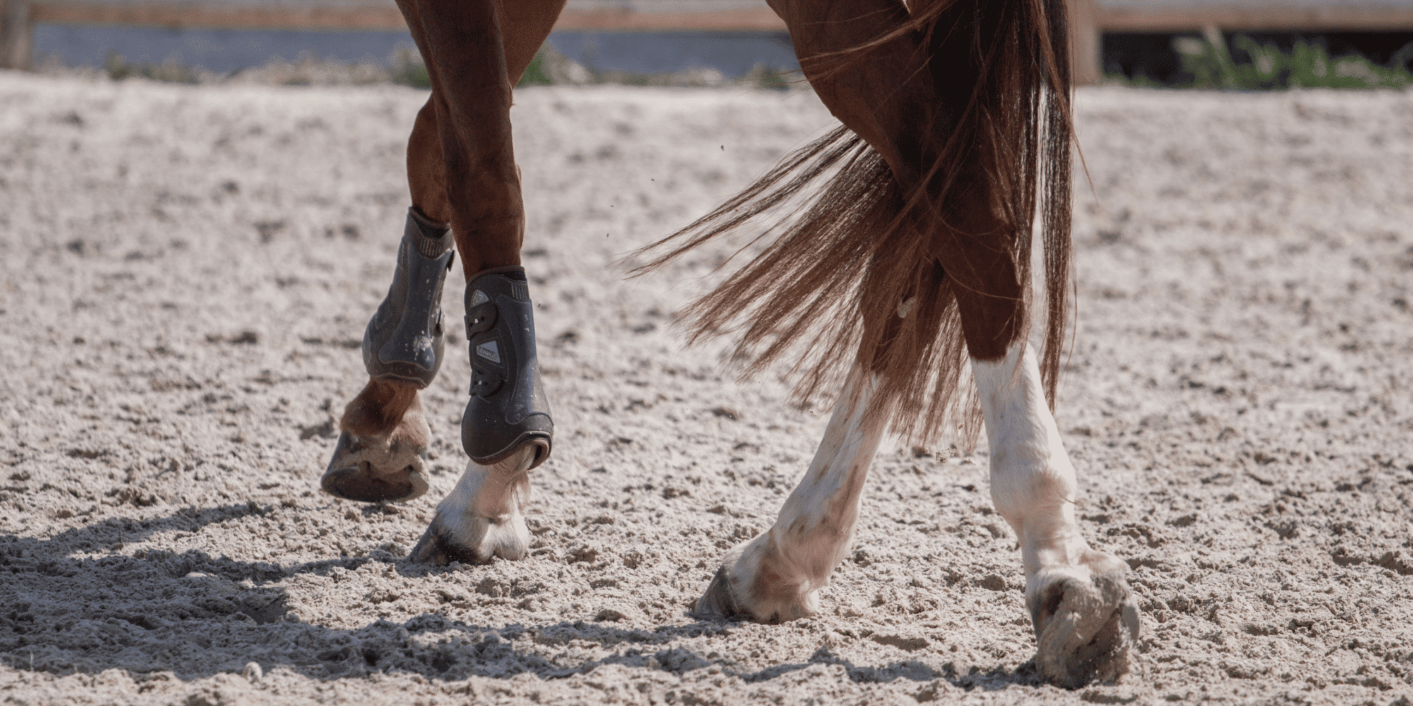 Epiphysitis - Happie Animals