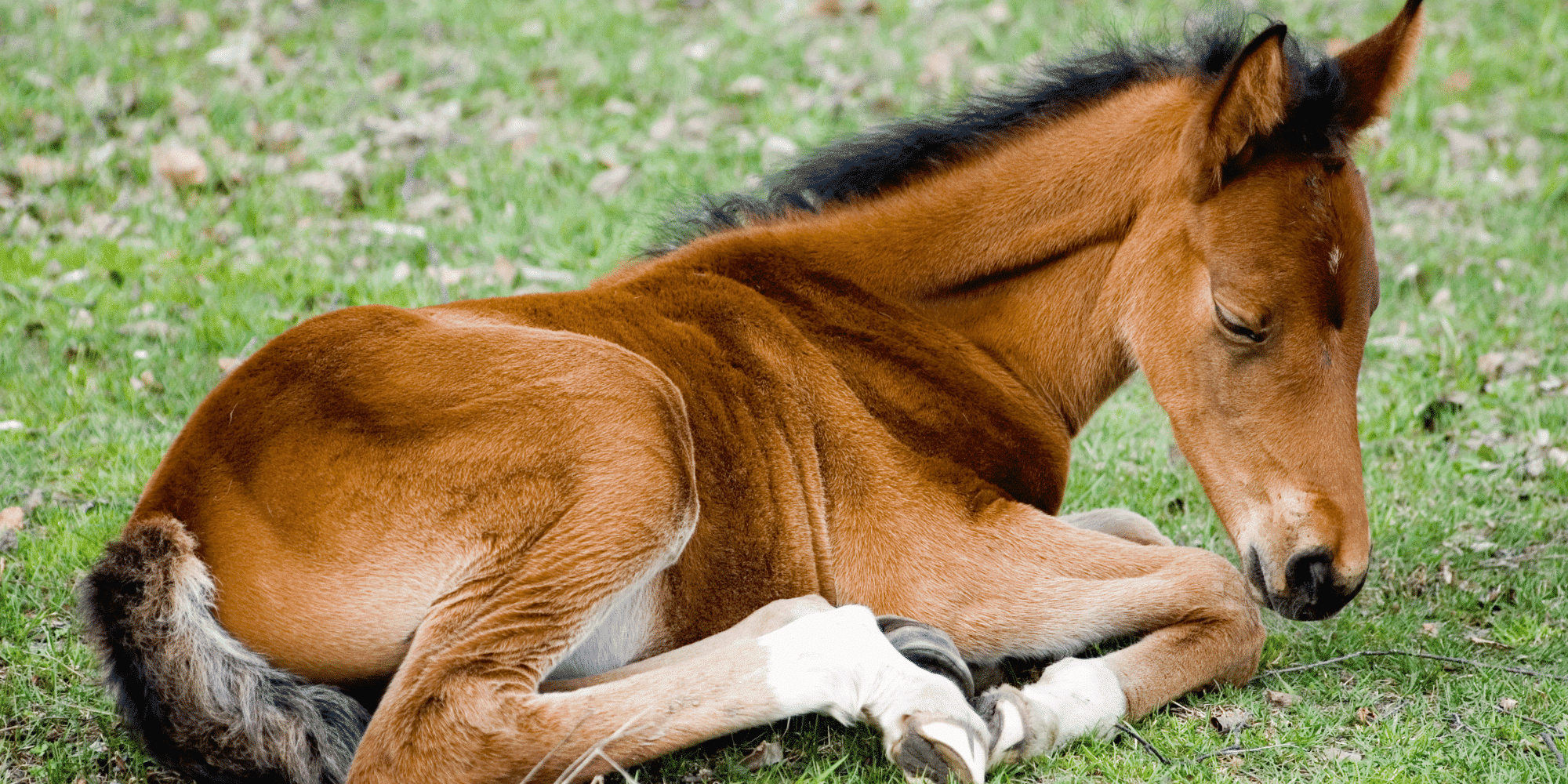 Fibrous Osteodystrophy - Happie Animals