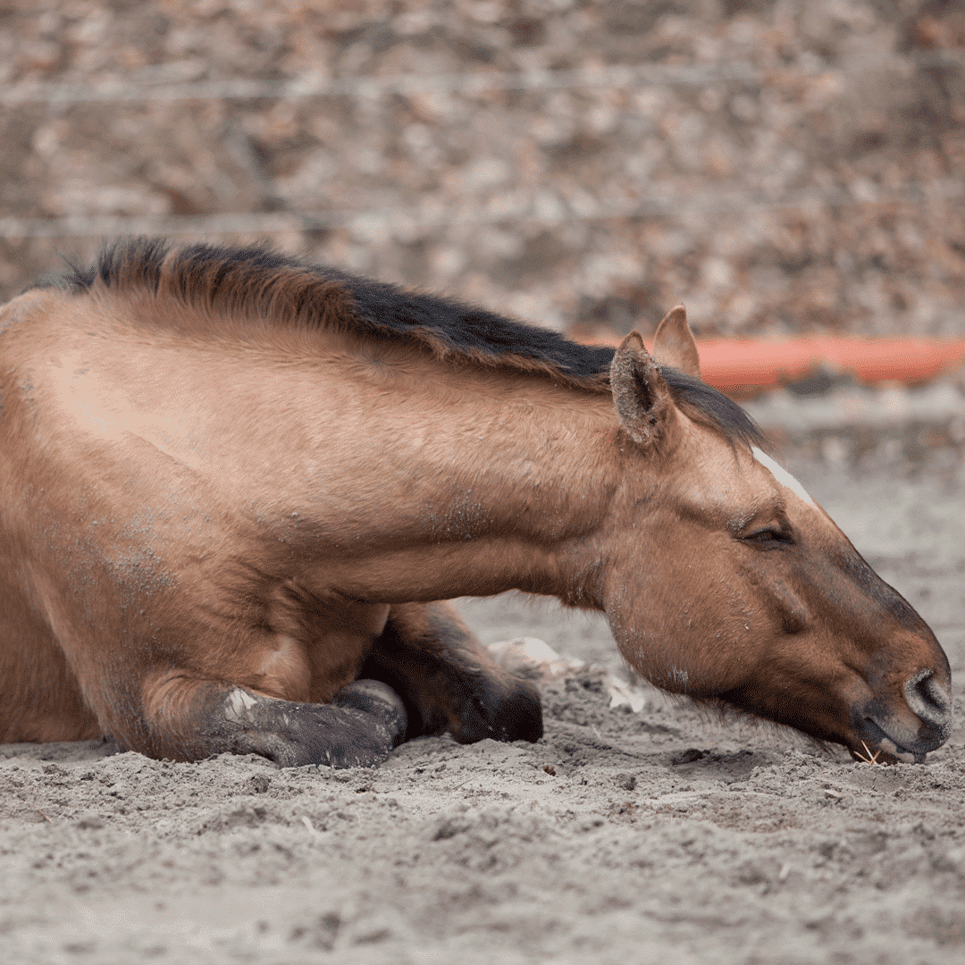Atypical Myopathy - Happie Animals