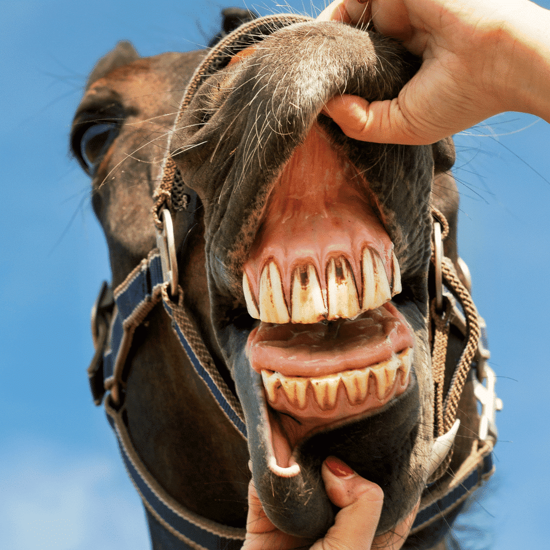 EOTRH Syndrome in Horses